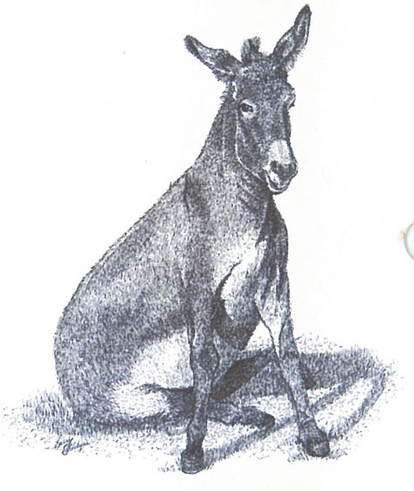 Sitting Donkey – Larry Bridges Art